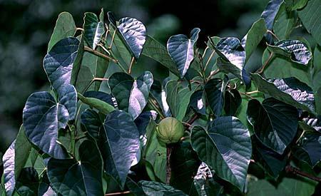Vernicia fordii (Tung Nut, Tung Oil Tree) | North Carolina Extension ...