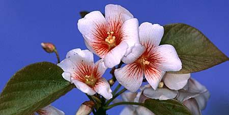 Vernicia fordii (Tung Nut, Tung Oil Tree) | North Carolina Extension ...