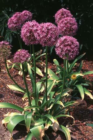 Allium aflatunense (Ornamental Onion) | North Carolina Extension ...