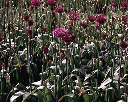 Allium aflatunense (Ornamental Onion) | North Carolina Extension ...