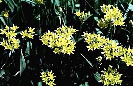 Allium moly (Garlic Onion) | North Carolina Extension Gardener Plant ...