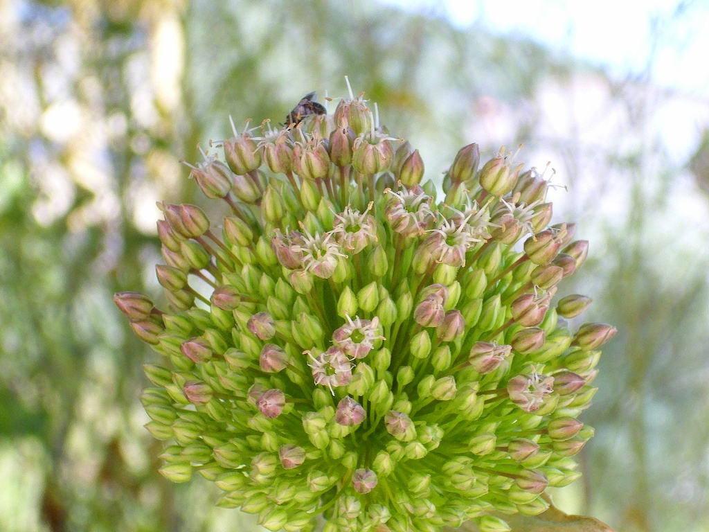 Allium ampeloprasum (Elephant Garlic, Leek, Leeks) | North Carolina ...