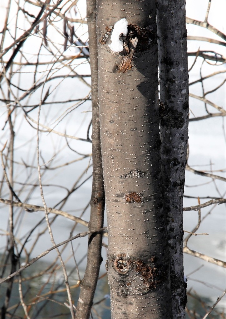Alnus hirsuta (Manchurian Alder, Siberian Alder) | North Carolina ...