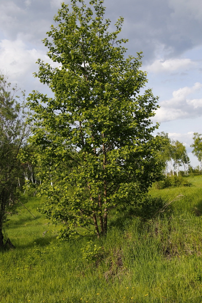 Alnus hirsuta (Manchurian Alder, Siberian Alder) | North Carolina ...