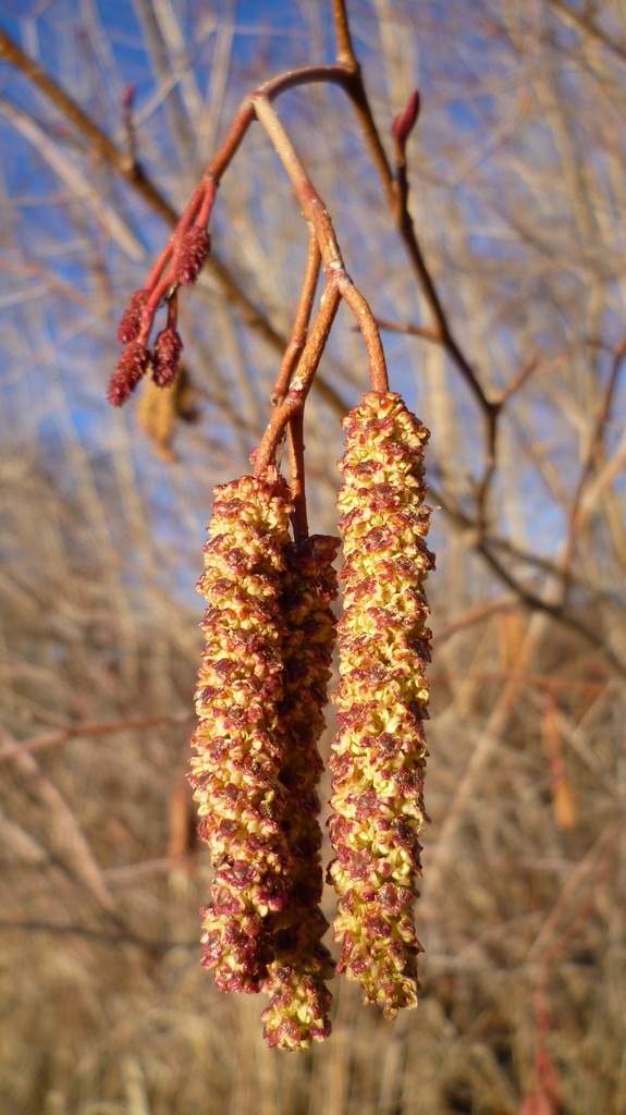 Alnus hirsuta (Manchurian Alder, Siberian Alder) | North Carolina ...