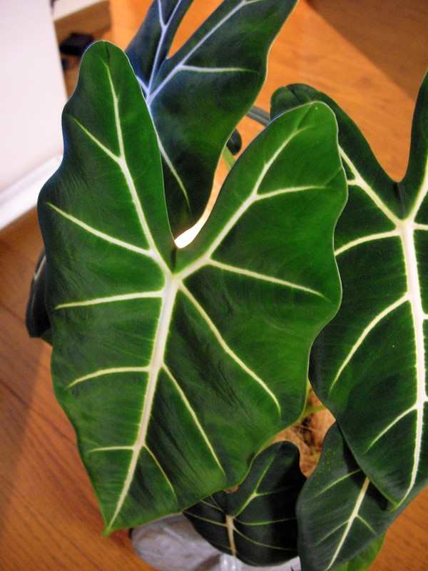 Alocasia (Alocasia, Elephant's-Ear, Taro) | North Carolina Extension ...