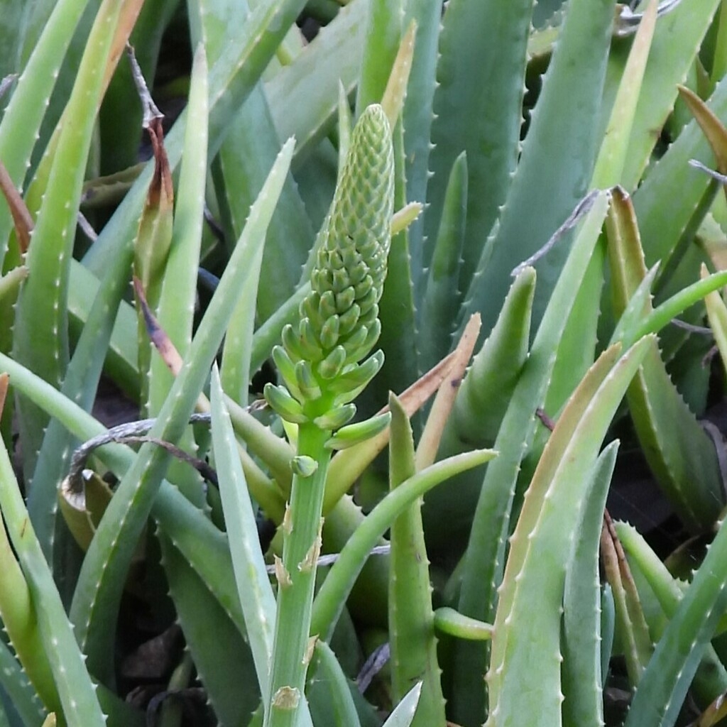 Aloe vera (Aloe, Aloe Vera, Barbados Aloe, Medicinal Aloe, Medicine ...