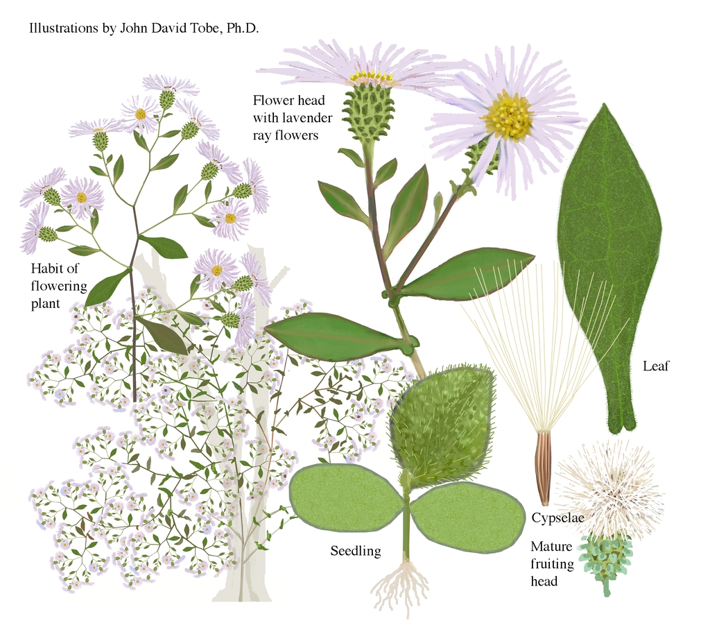 Ampelaster carolinianus (Climbing Aster) | North Carolina Extension ...