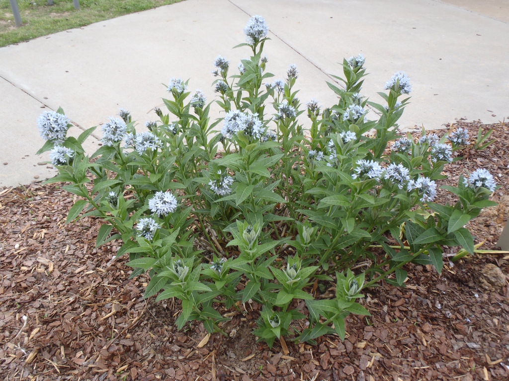 Amsonia hubrichtii (Arkansas Amsonia, Blue Star, Hubricht's Amsonia ...