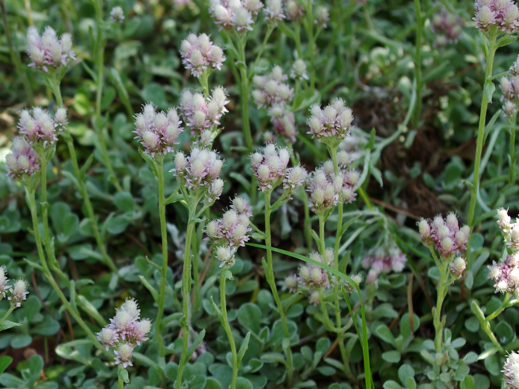 Antennaria Neglecta Field Pussytoes Prairie Everlasting North Antennaria Neglecta Field Pussytoes Prairie Everlasting North