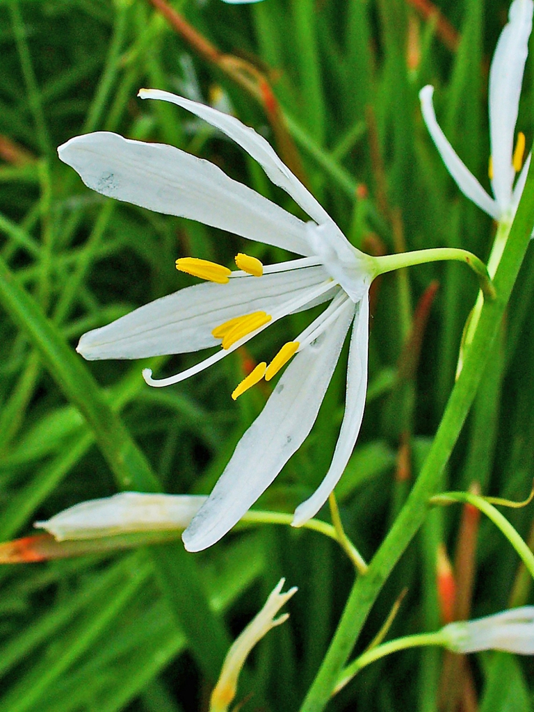 St. Bernard's Lily - Anthericum liliago | North Carolina Extension ...