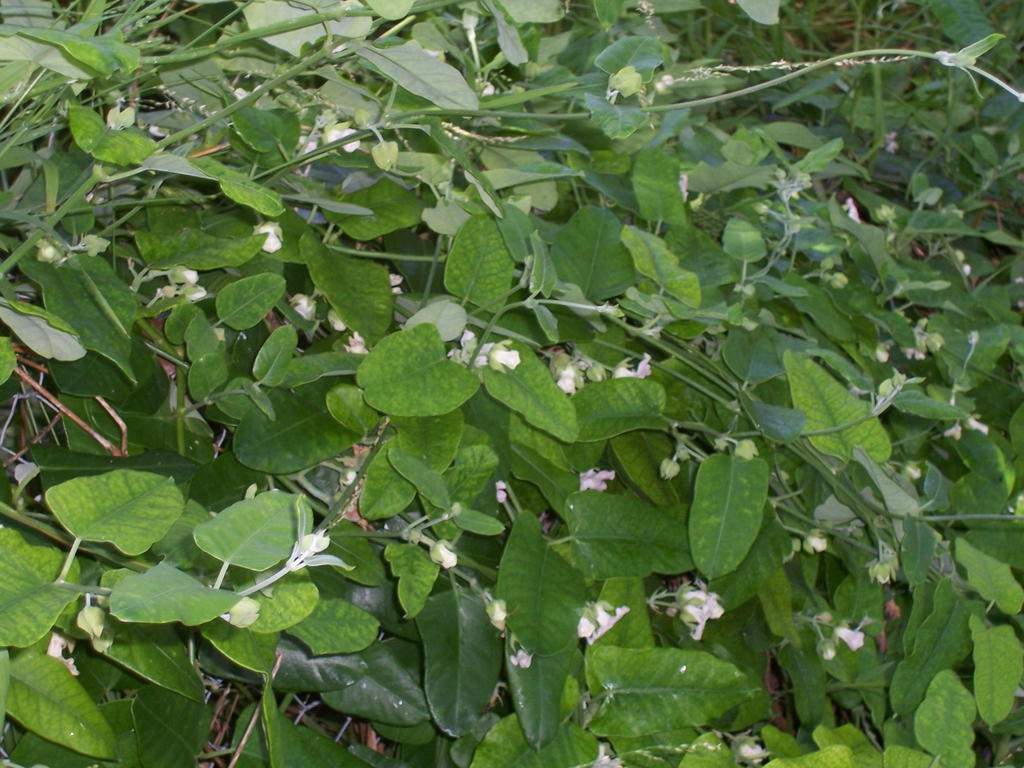 Araujia Sericifera Bladderflower Bladder Vine Common Moth Vine Araujia Sericifera Bladderflower Bladder Vine Common Moth Vine