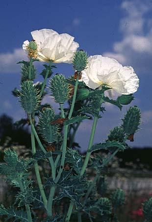 Argemone mexicana (Mexican Pricklepoppy, Prickly Poppy, Thornapple ...