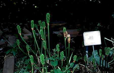 Arum italicum (Italian Arum) | North Carolina Extension Gardener Plant ...