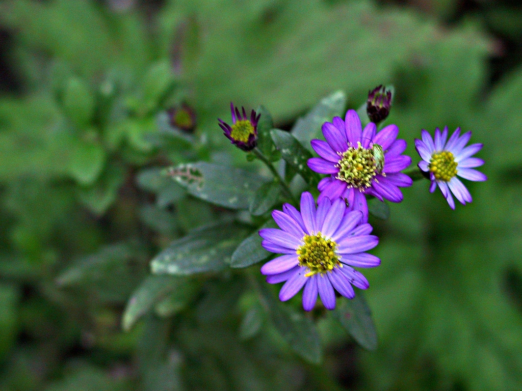 Aster (Aster) | North Carolina Extension Gardener Plant Toolbox