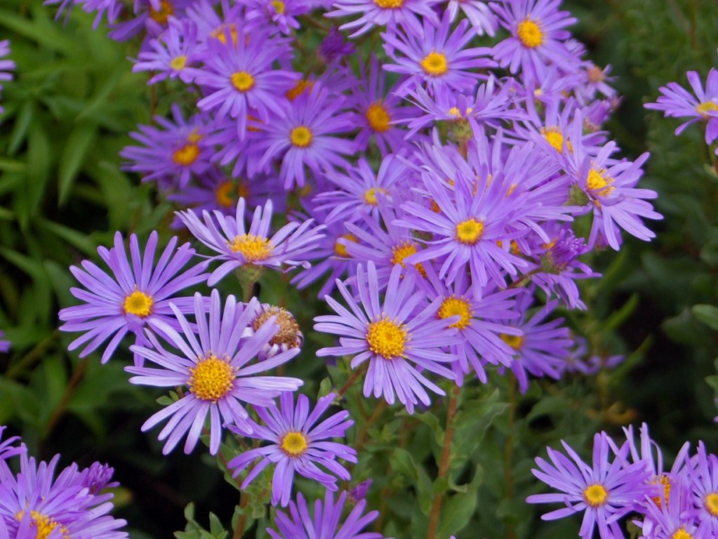 Aster (Aster) | North Carolina Extension Gardener Plant Toolbox