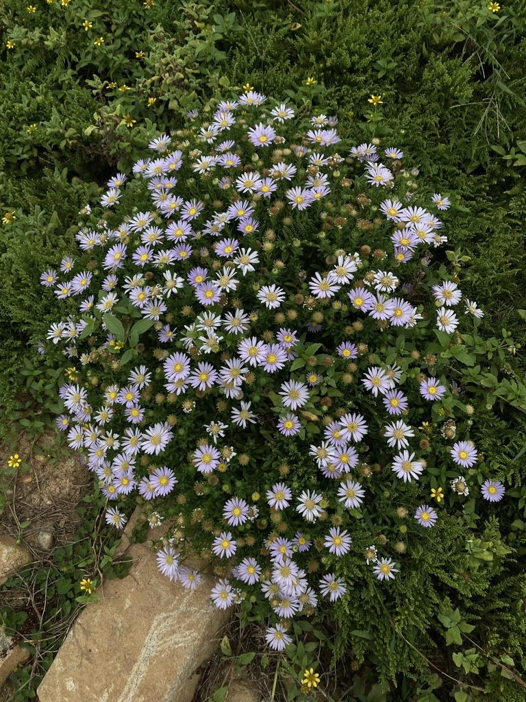 Aster (Aster) | North Carolina Extension Gardener Plant Toolbox