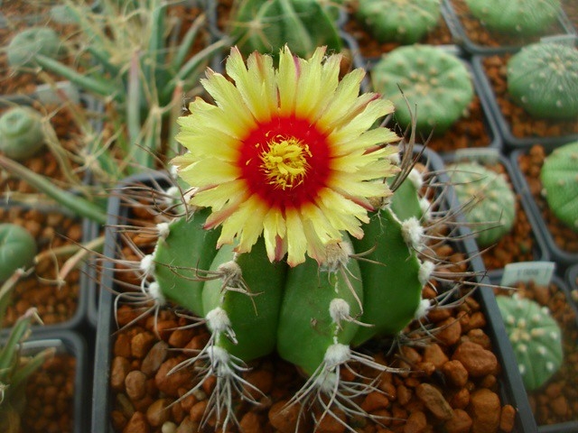 Astrophytum (Star Cactus) | North Carolina Extension Gardener Plant Toolbox