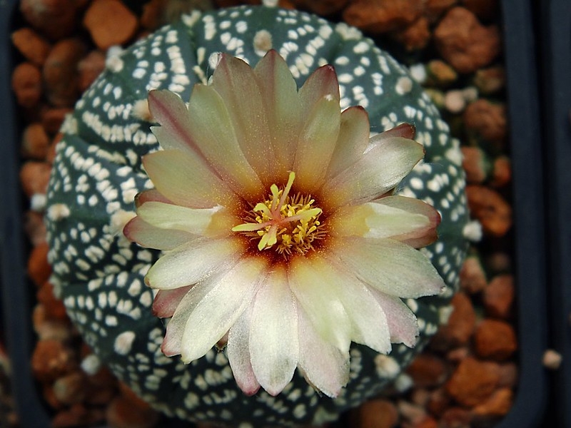 Astrophytum (Star Cactus) | North Carolina Extension Gardener Plant Toolbox