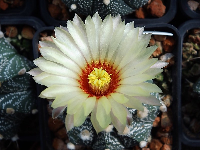 Astrophytum (Star Cactus) | North Carolina Extension Gardener Plant Toolbox