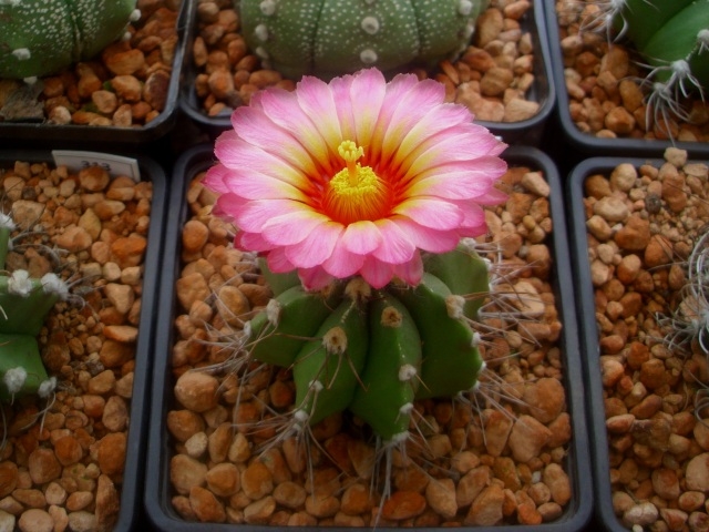 Astrophytum (Star Cactus) | North Carolina Extension Gardener Plant Toolbox