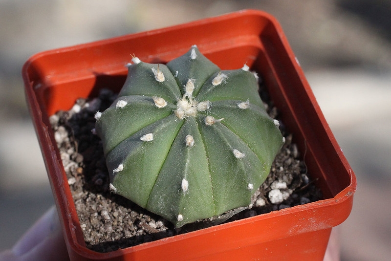 Astrophytum (Star Cactus) | North Carolina Extension Gardener Plant Toolbox