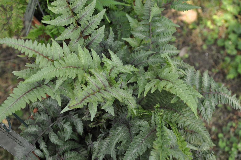 Japanese Painted Fern - Athyrium niponicum | North Carolina Extension ...