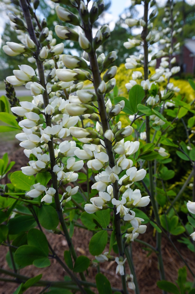 White Indigo - Baptisia alba | North Carolina Extension Gardener Plant ...
