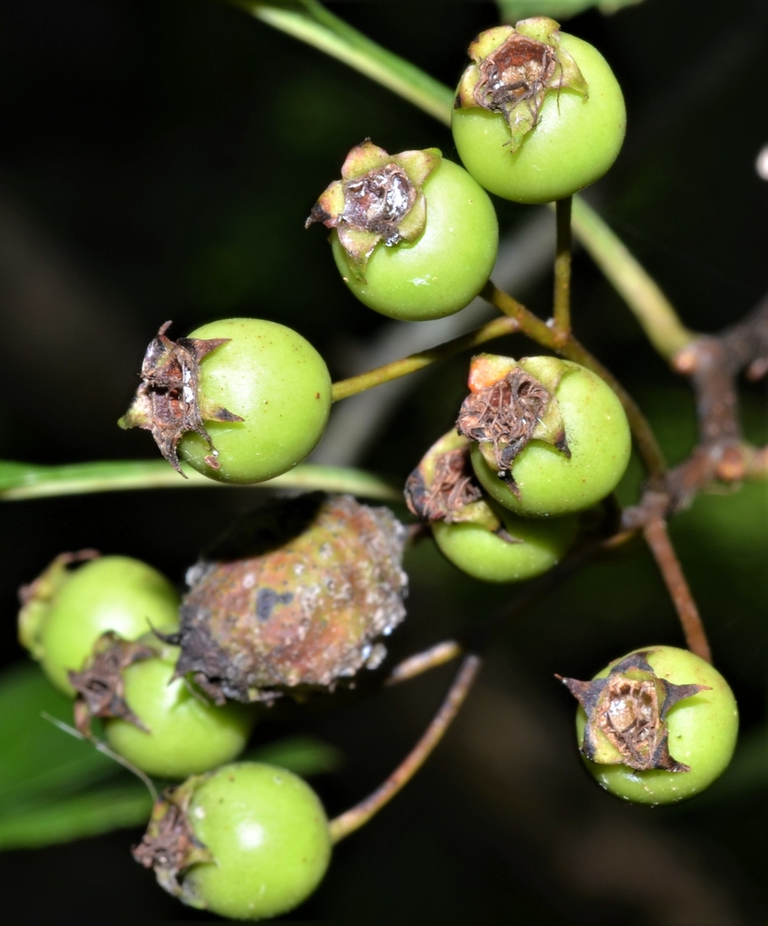 Crataegus viridis (Green Hawthorn, Southern Hawthorn, Washington ...