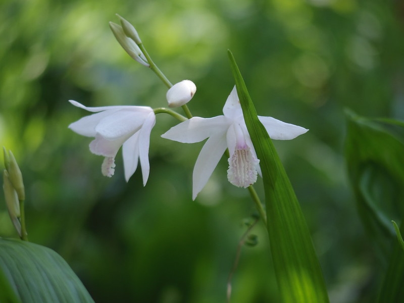 Bletilla (Chinese Ground Orchid, Hardy Orchid, Urn Orchid) | North ...