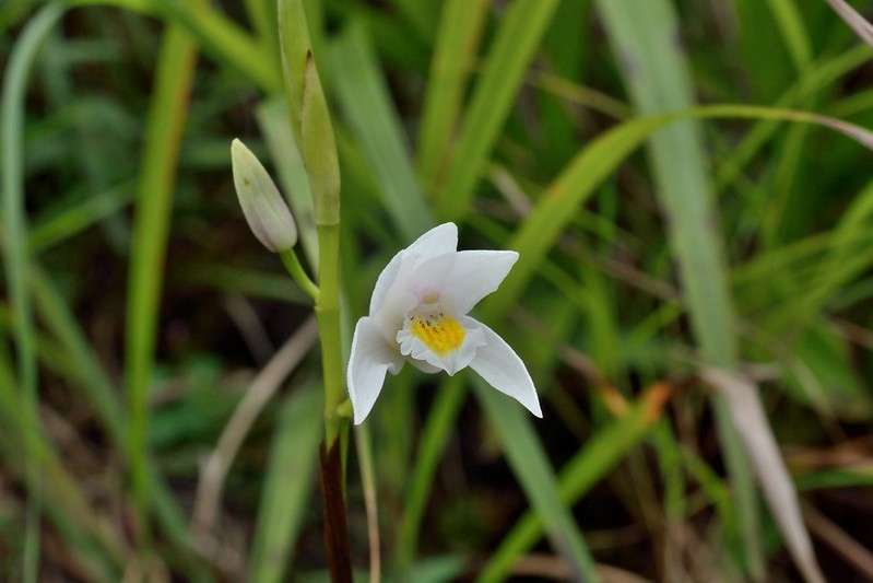 Bletilla (Chinese Ground Orchid, Hardy Orchid, Urn Orchid) | North ...