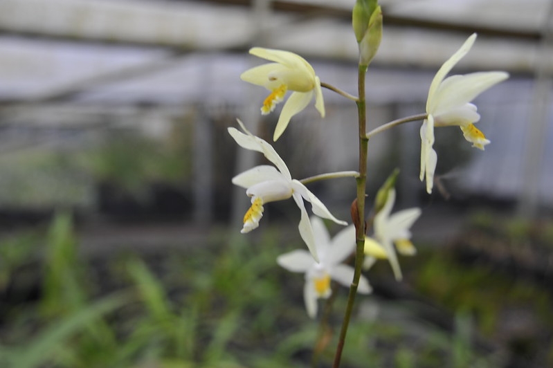 Chinese Ground Orchid (Bletilla) Care Guide