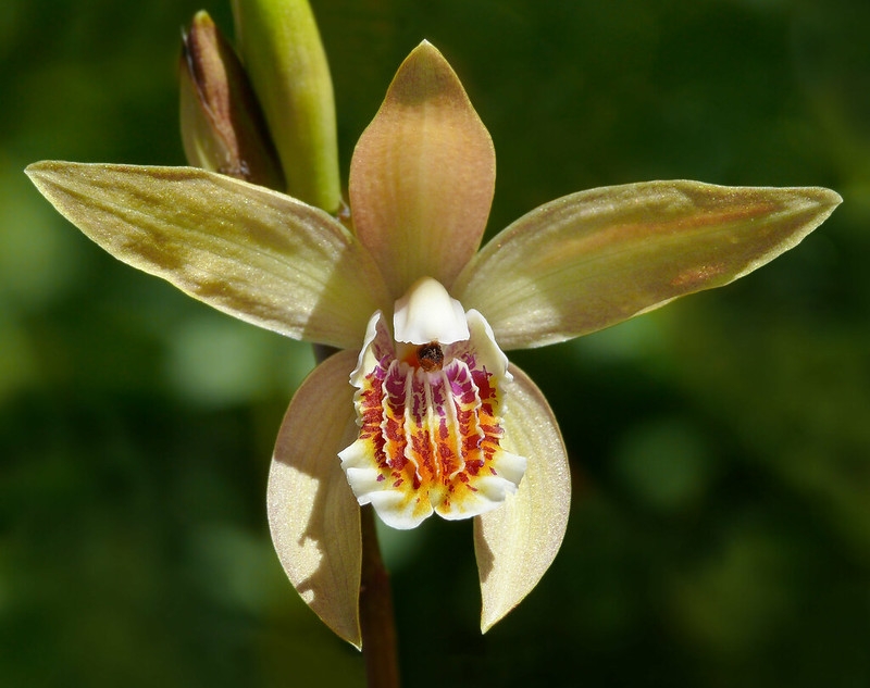 Bletilla (Chinese Ground Orchid, Hardy Orchid, Urn Orchid) | North ...