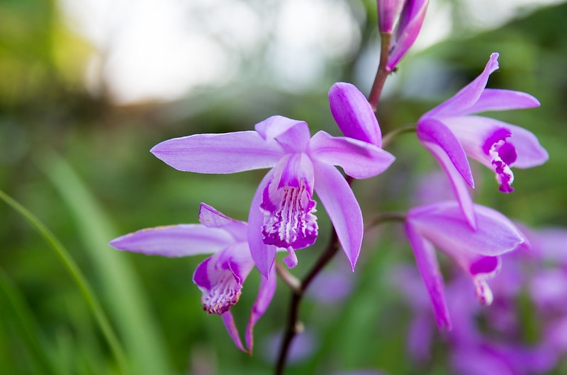 Chinese Ground Orchid (Bletilla) Care Guide