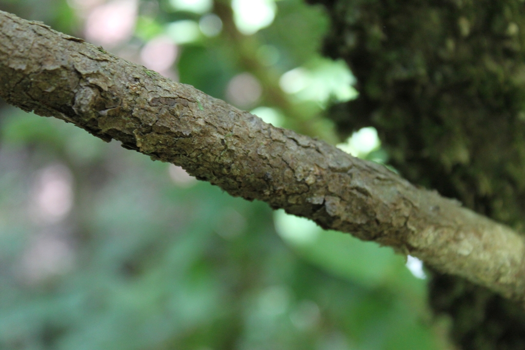 Bay Starvine (Schisandra glabra) Care Guide