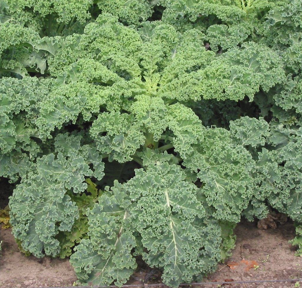 Brassica oleracea (Kale Group) (Curly Kale, Kale, Leaf Cabbage, Russian Kale, Scots Kale ...