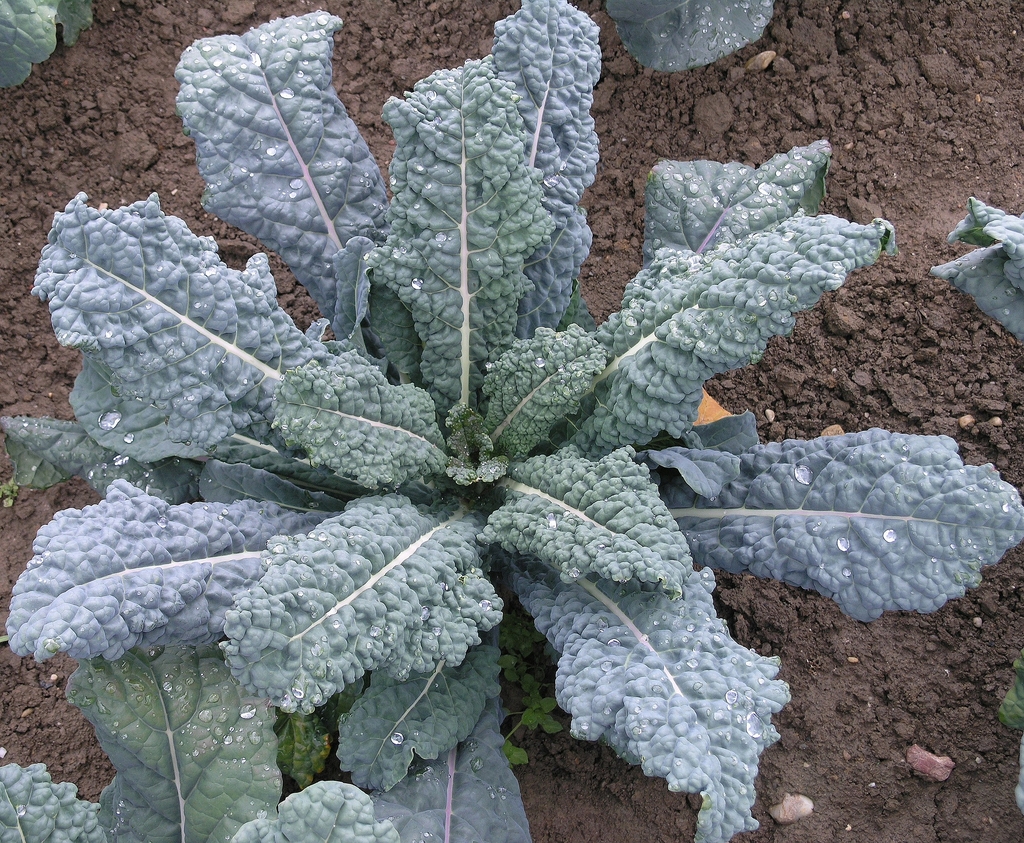Brassica oleracea (Lacinato Kale Group) (Dinosaur Kale, Italian Kale ...