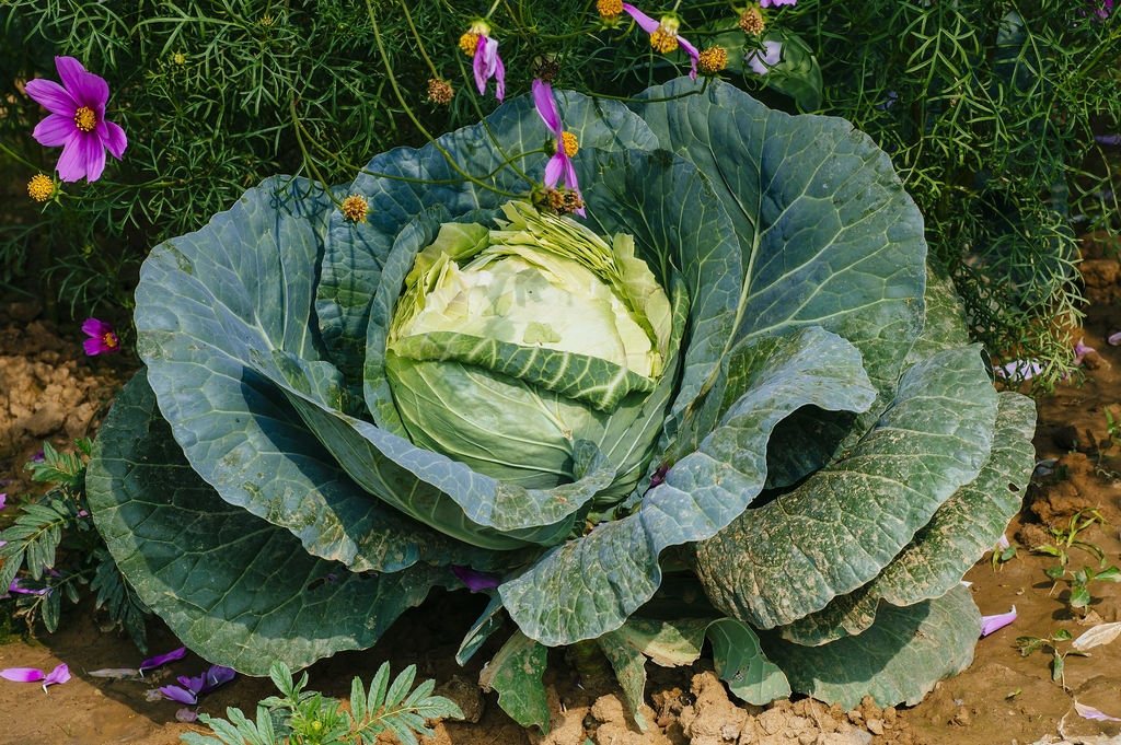 Brassica oleracea (Cabbage Group) (Cabbage, Taiwanese Cabbge) | North ...