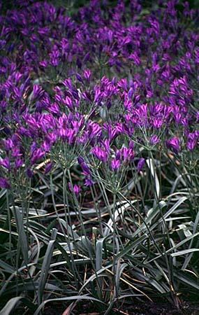 Triteleia laxa (Brodiaea, Grass, Grass Nut, Ithuriel's Spear, Long ...