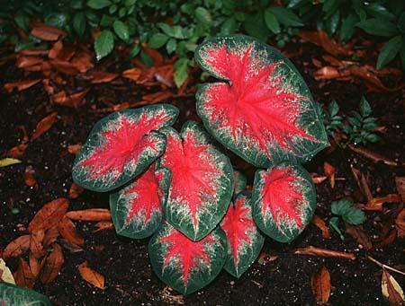 Caladium (Angel Wings, Caladium, Elephant's Ear) | North Carolina ...