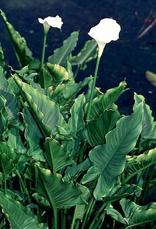 Calla palustris (Water Arum, Water-dragon, Wild Calla) | North Carolina ...