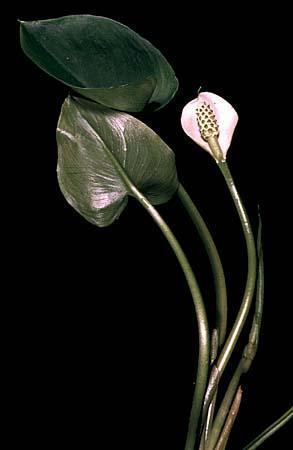 Calla palustris (Water Arum, Water-dragon, Wild Calla) | North Carolina ...