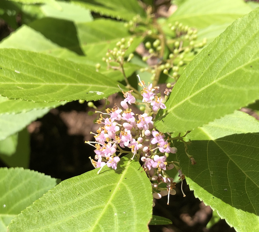 Callicarpa americana (American Beautyberry, American Mulberry ...