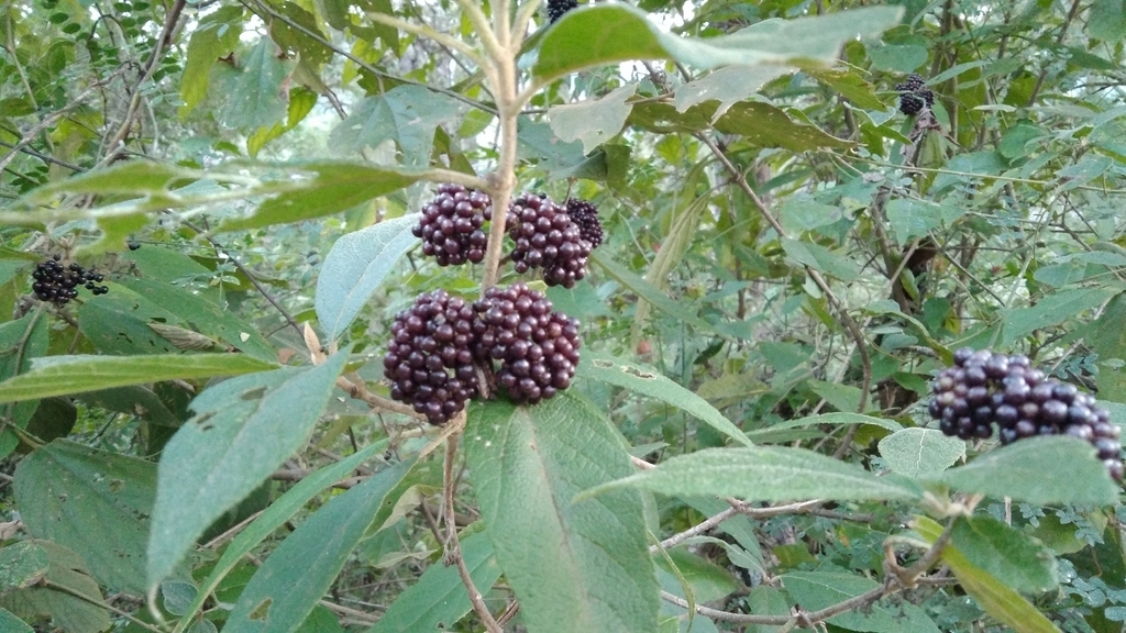 Beautyberry - Callicarpa acuminata | North Carolina Extension Gardener ...
