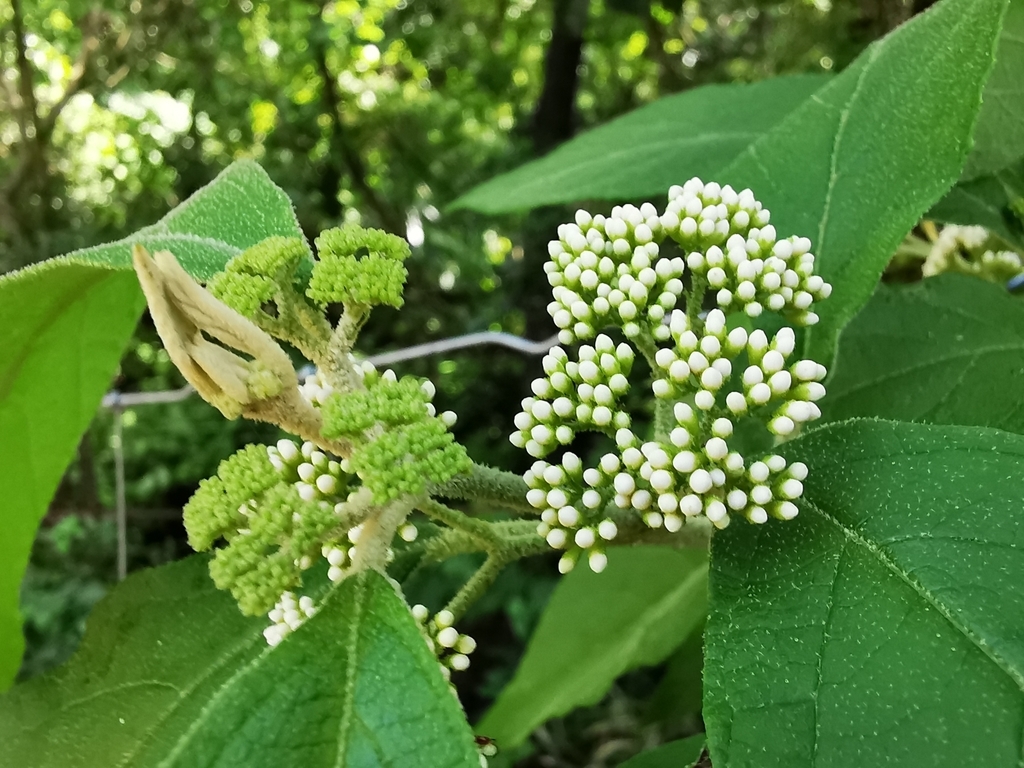 Beautyberry - Callicarpa acuminata | North Carolina Extension Gardener ...