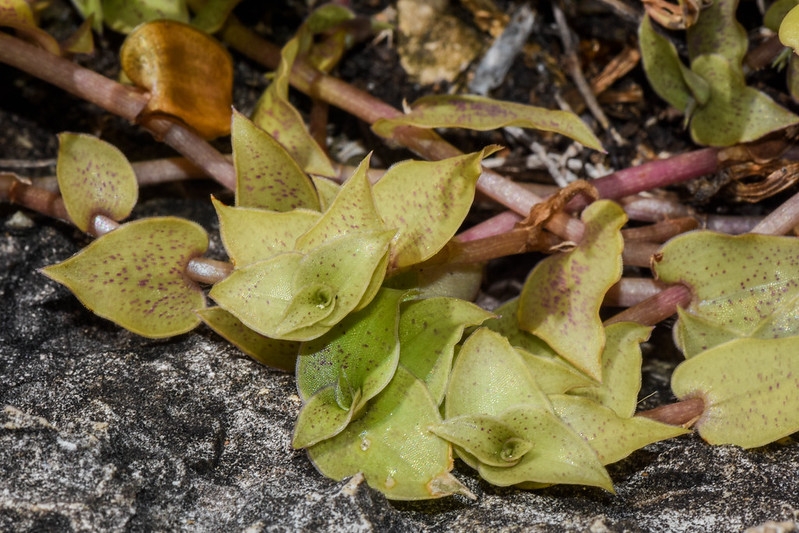 Callisia repens (Creeping Basket Plant, Creeping Inch-Plant, Inch Plant ...