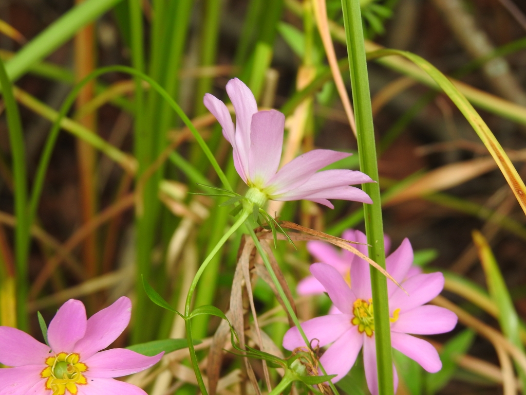 Sabatia dodecandra (Large Marsh Rose-pink, Perennial Sea-pink) | North ...