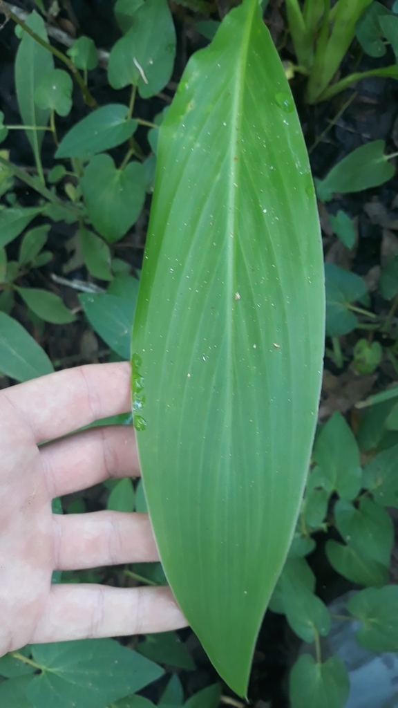 Canna flaccida (Bandana-of-the-Everglades, Golden Canna, Southern Marsh ...