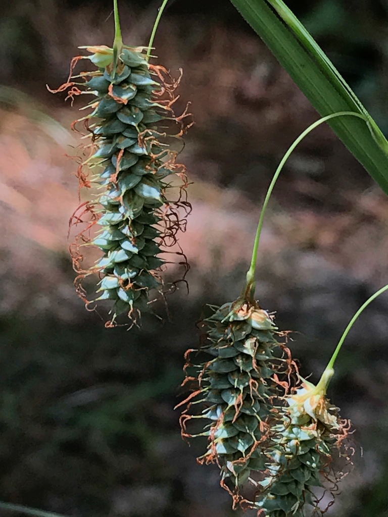 Carex cherokeensis (Cherokee Sedge) | North Carolina Extension Gardener ...