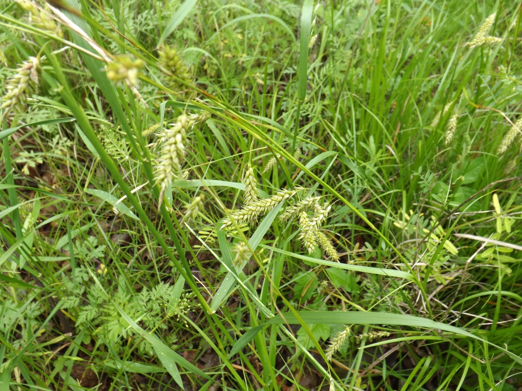 Carex cherokeensis (Cherokee Sedge) | North Carolina Extension Gardener ...
